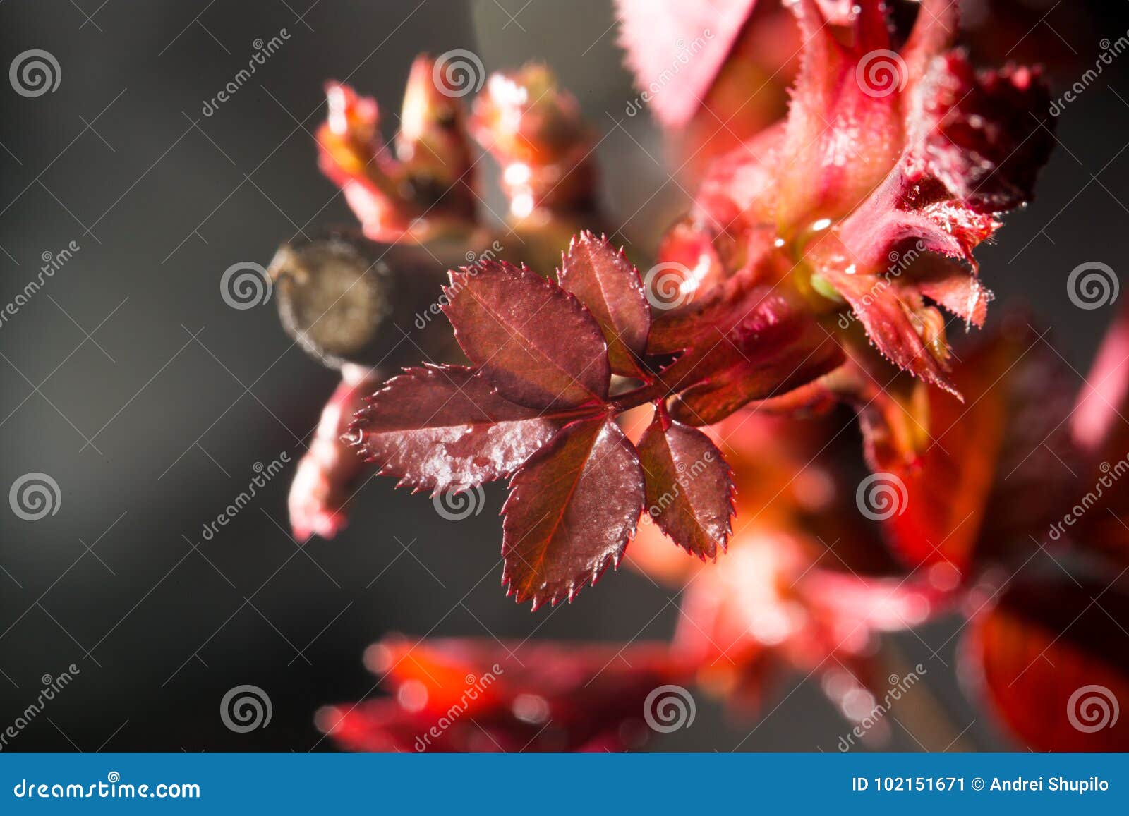 Young Red Leaves on a Bush in the Spring Stock Image - Image of natural ...