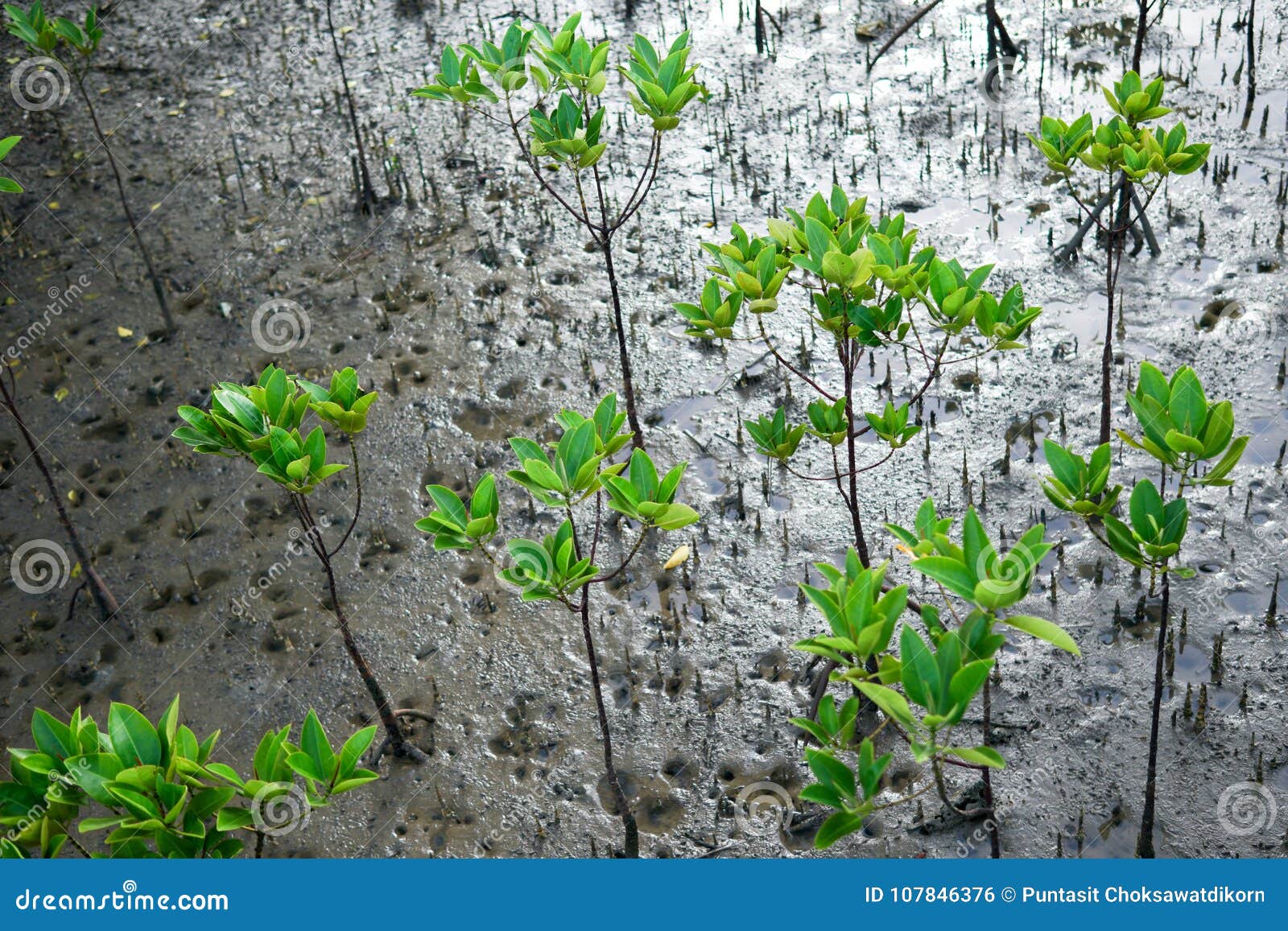 Young Red Mangrove Tree in the Mangrove Forest Stock Photo - Image of ...