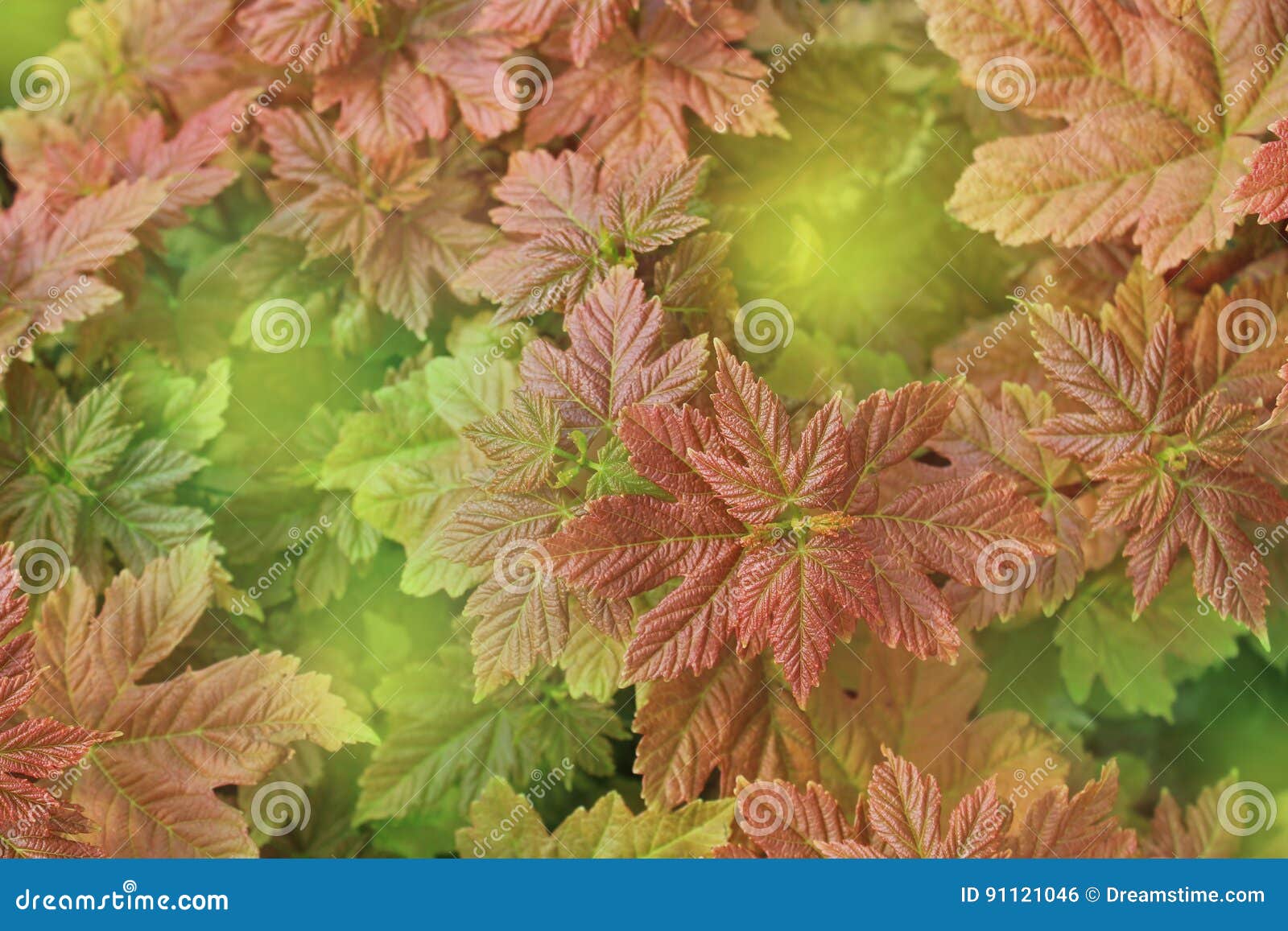 Young red maple leaves stock photo. Image of background - 91121046