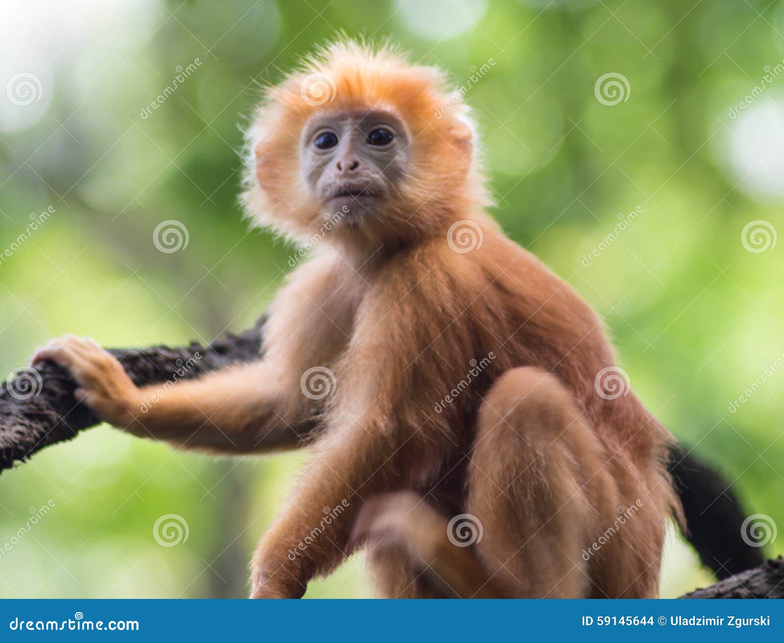 Young red monkey on a tree stock photo. Image of grimacing - 59145644