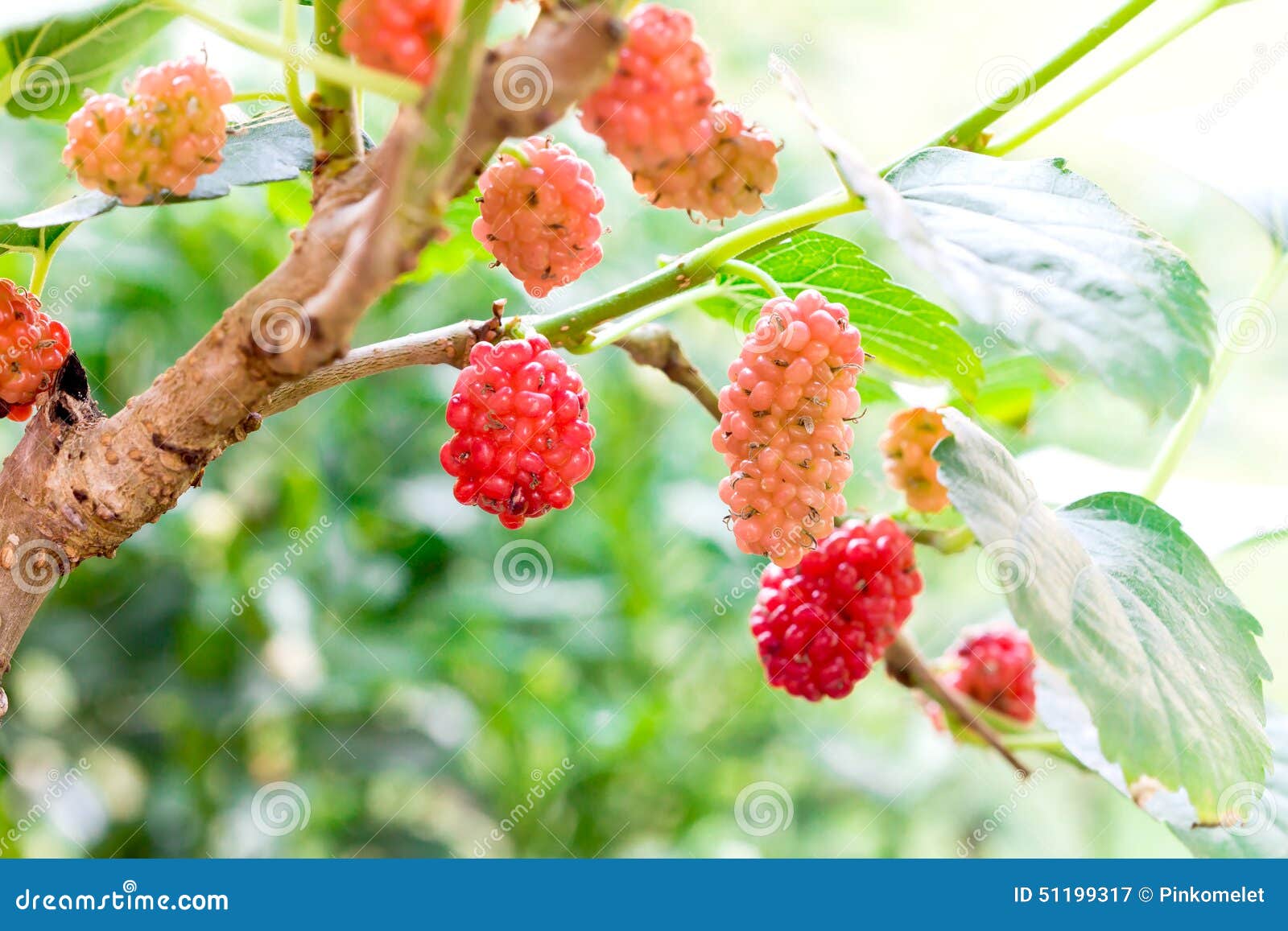 Young Red Mulberry Fruit on Tree Stock Image - Image of morus, fresh ...