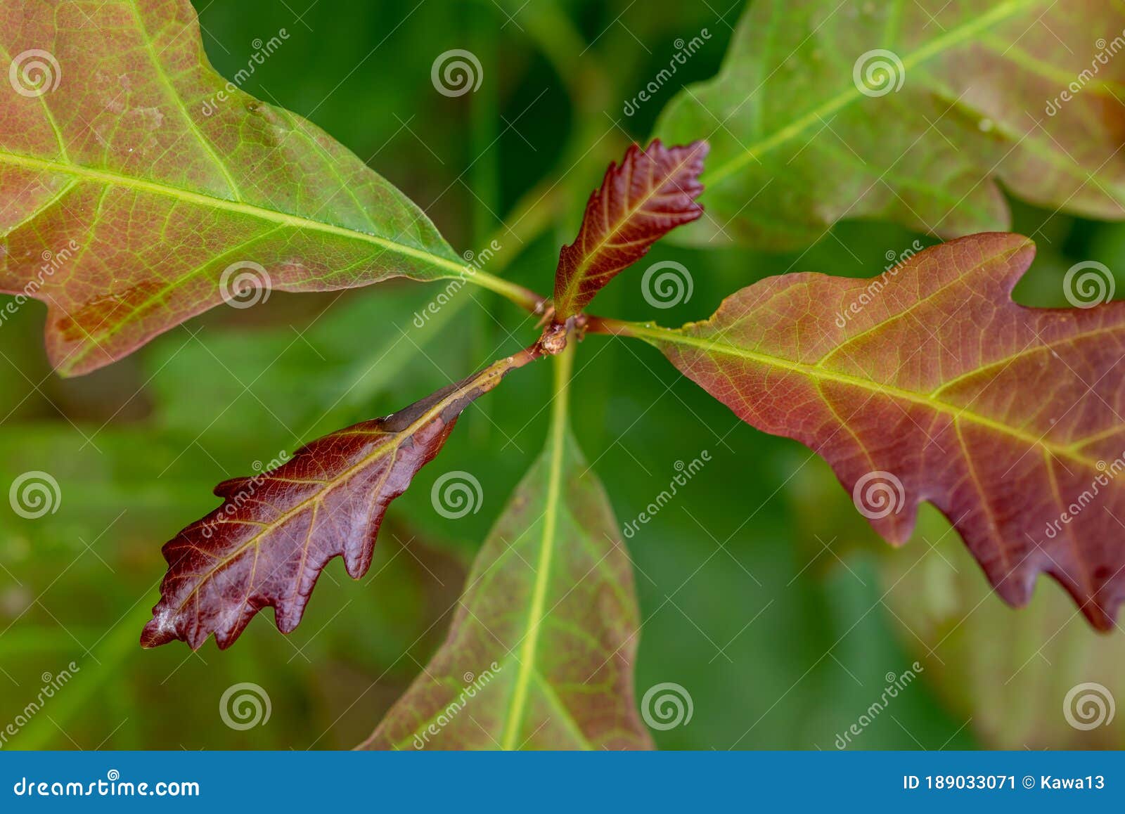 Young red oak leaves stock image. Image of environment - 189033071