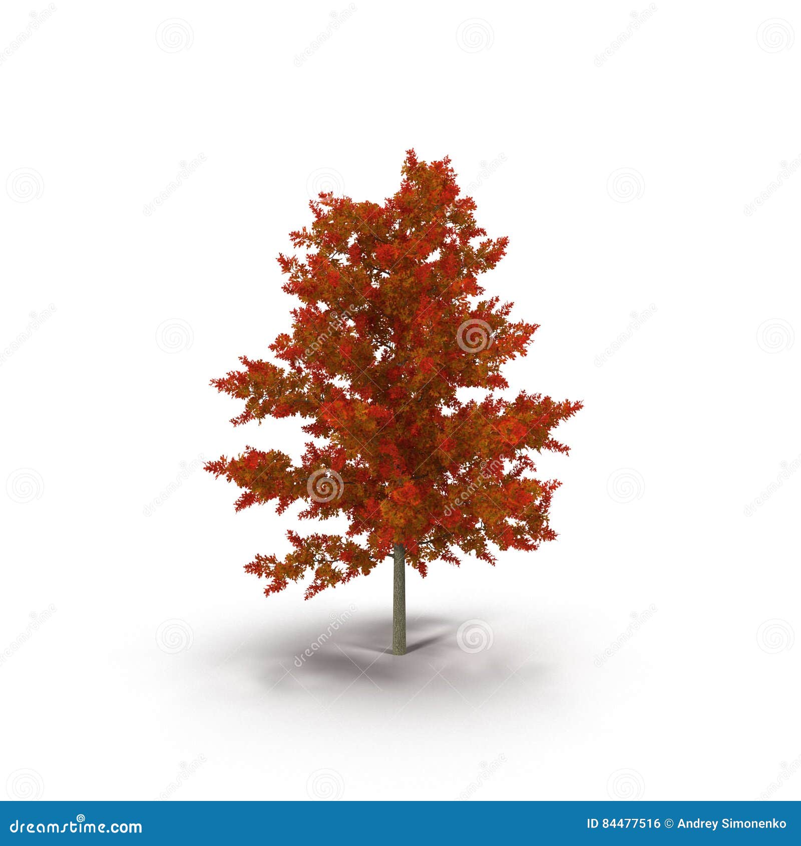 Young Red Oak Tree Autumn on White. 3D Illustration Stock Illustration ...