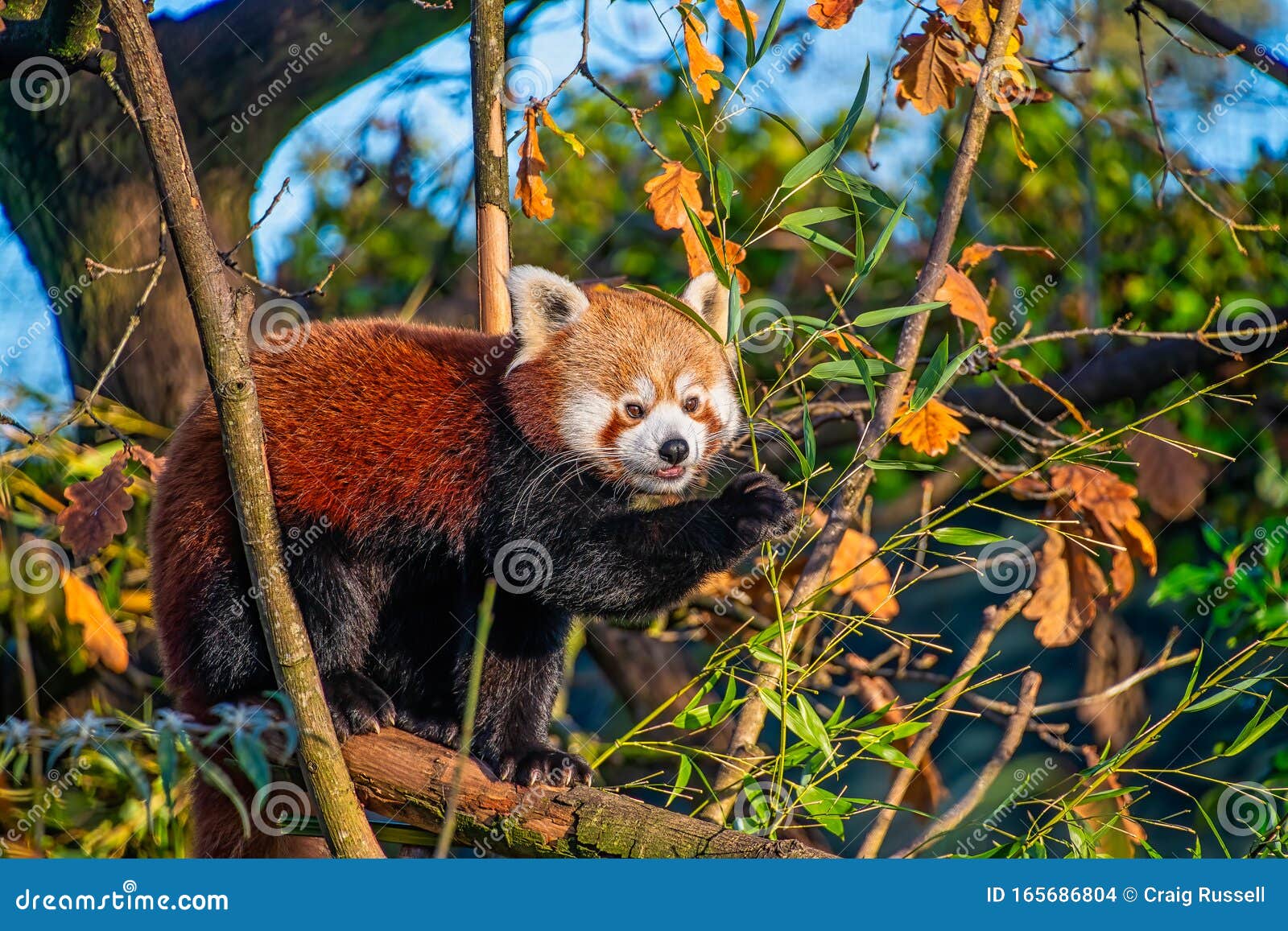 Young Red Panda Eating Bamboo Stock Photo - Image of funny, lovely ...
