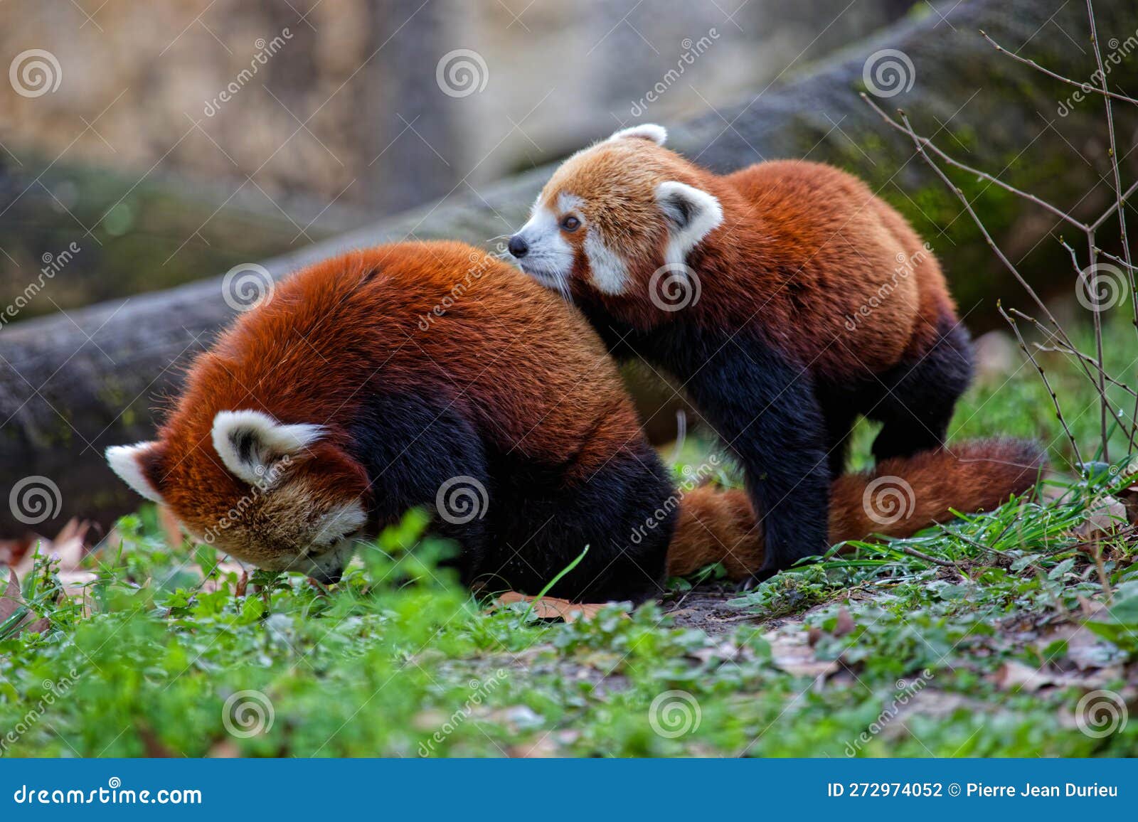 Young Red Panda Playing on a Forest Ground Stock Photo - Image of cute, natural: 272974052
