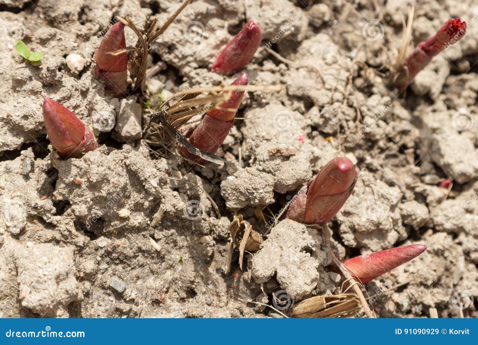 Young red peony sprouts stock image. Image of floral - 91090929