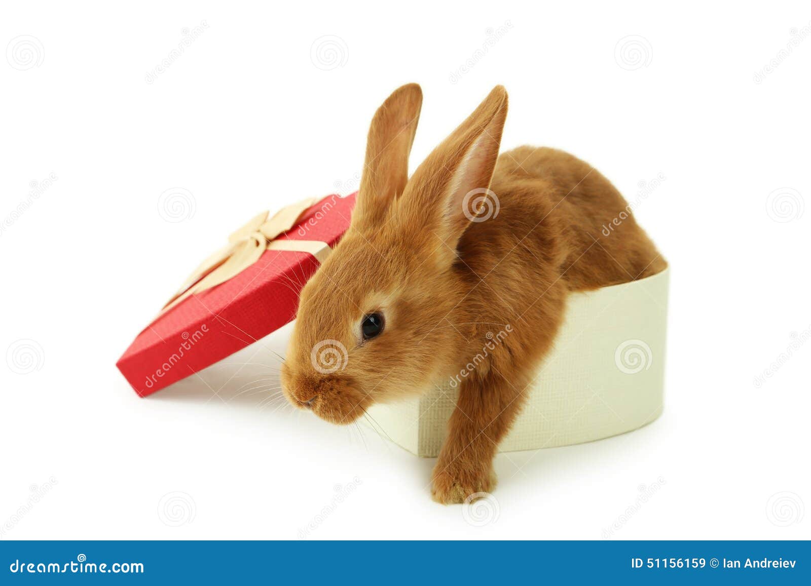 Young Red Rabbit in Gift Box Stock Image - Image of observing, brown ...