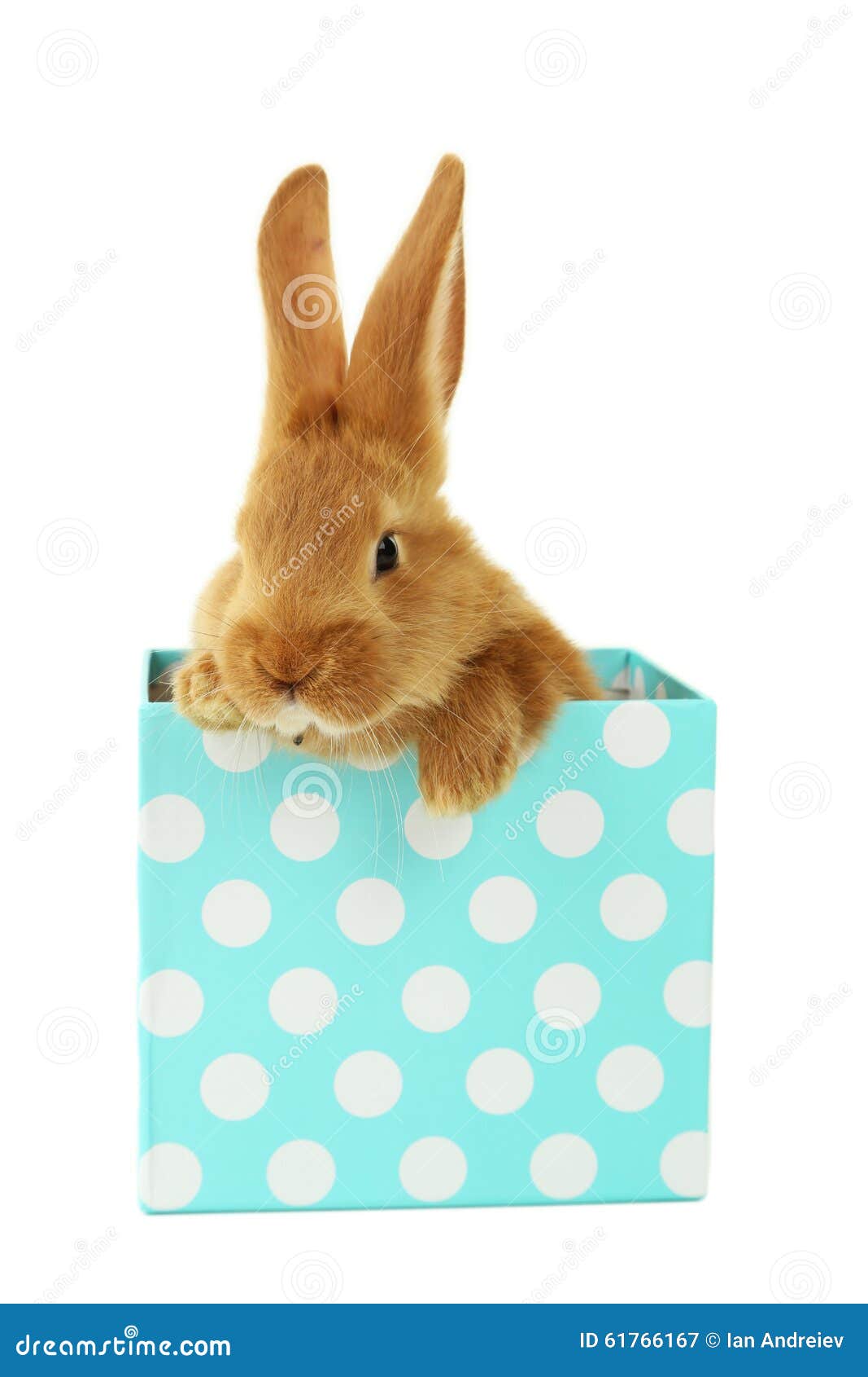 Young red rabbit stock image. Image of little, orange - 61766167