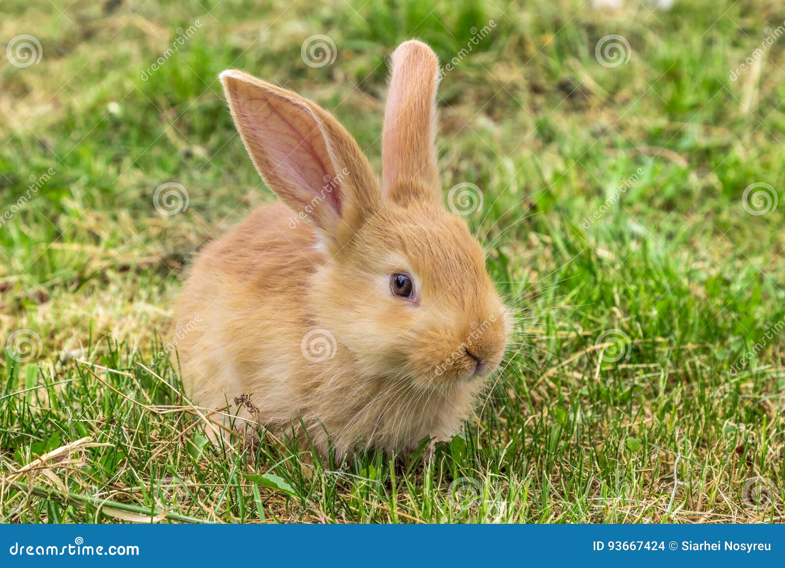 Young red rabbit on grass. stock photo. Image of little - 93667424