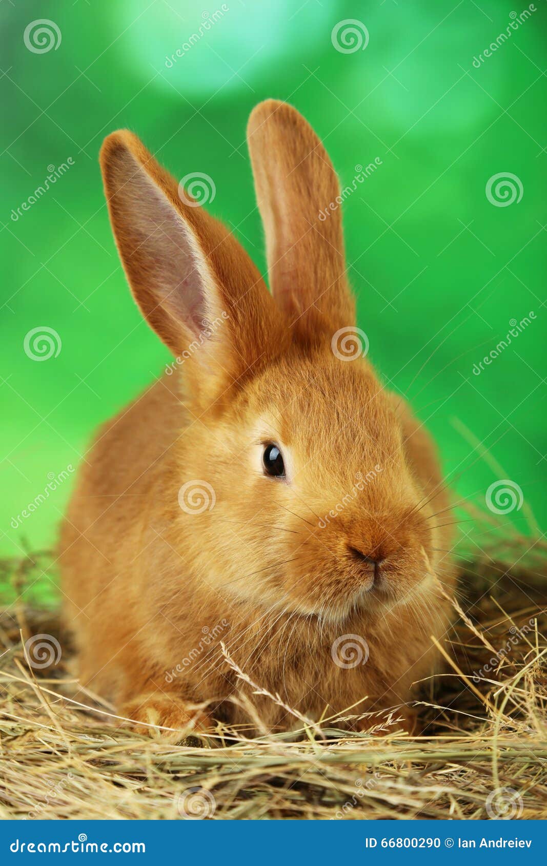 Young red rabbit stock photo. Image of observing, nervous - 66800290
