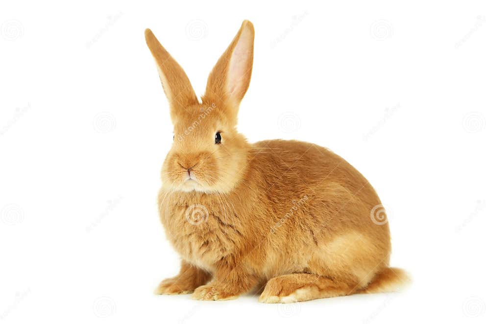 Young red rabbit stock image. Image of friendly, rodent - 51156103