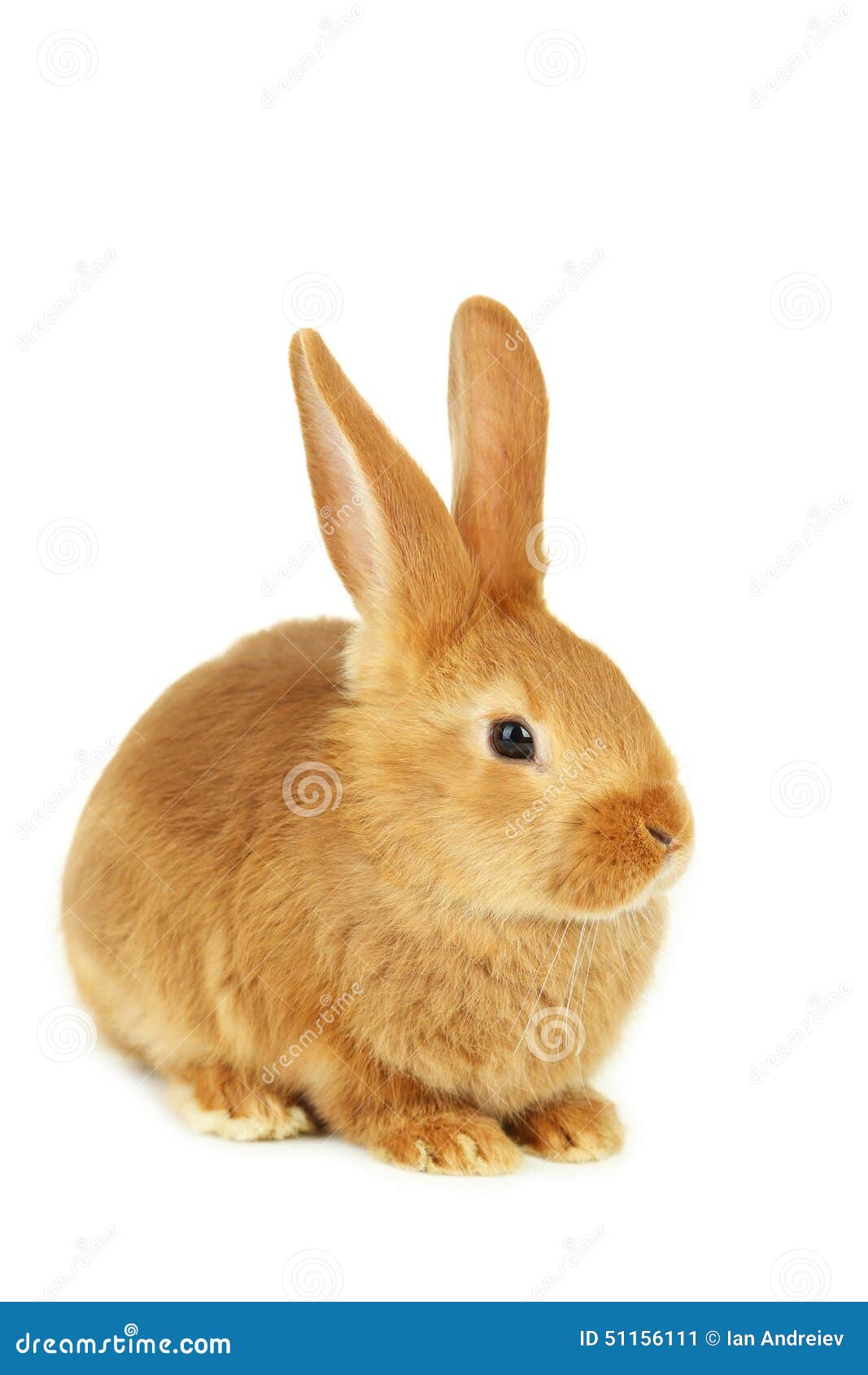 Young red rabbit stock image. Image of intrigued, looking - 51156111