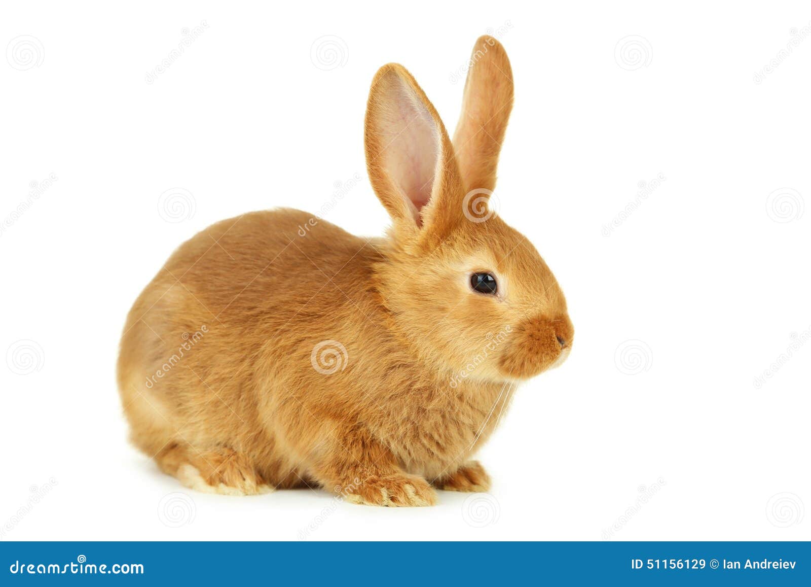 Young red rabbit stock image. Image of orange, looking - 51156129