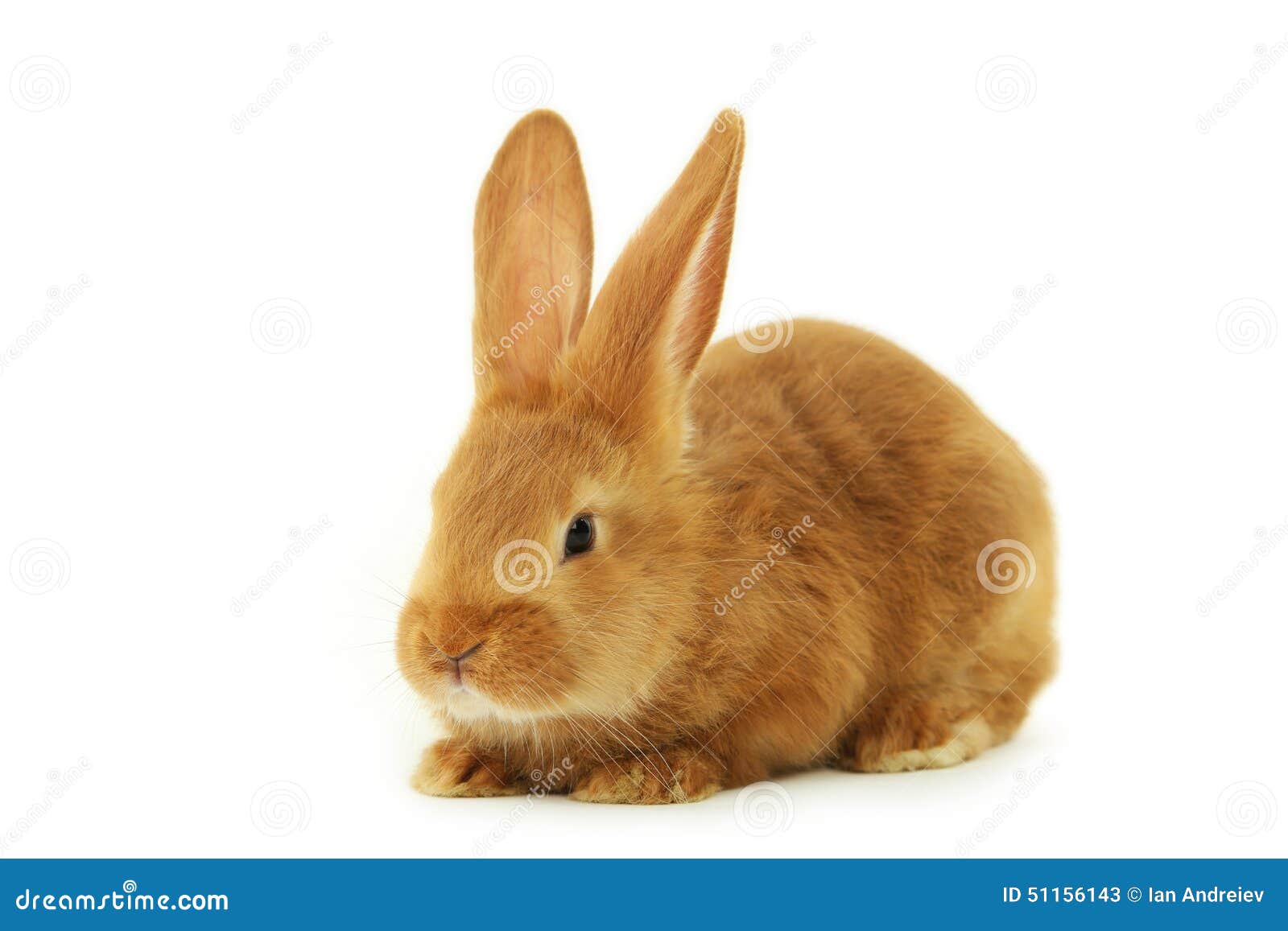 Young red rabbit stock image. Image of nervous, bunny - 51156143