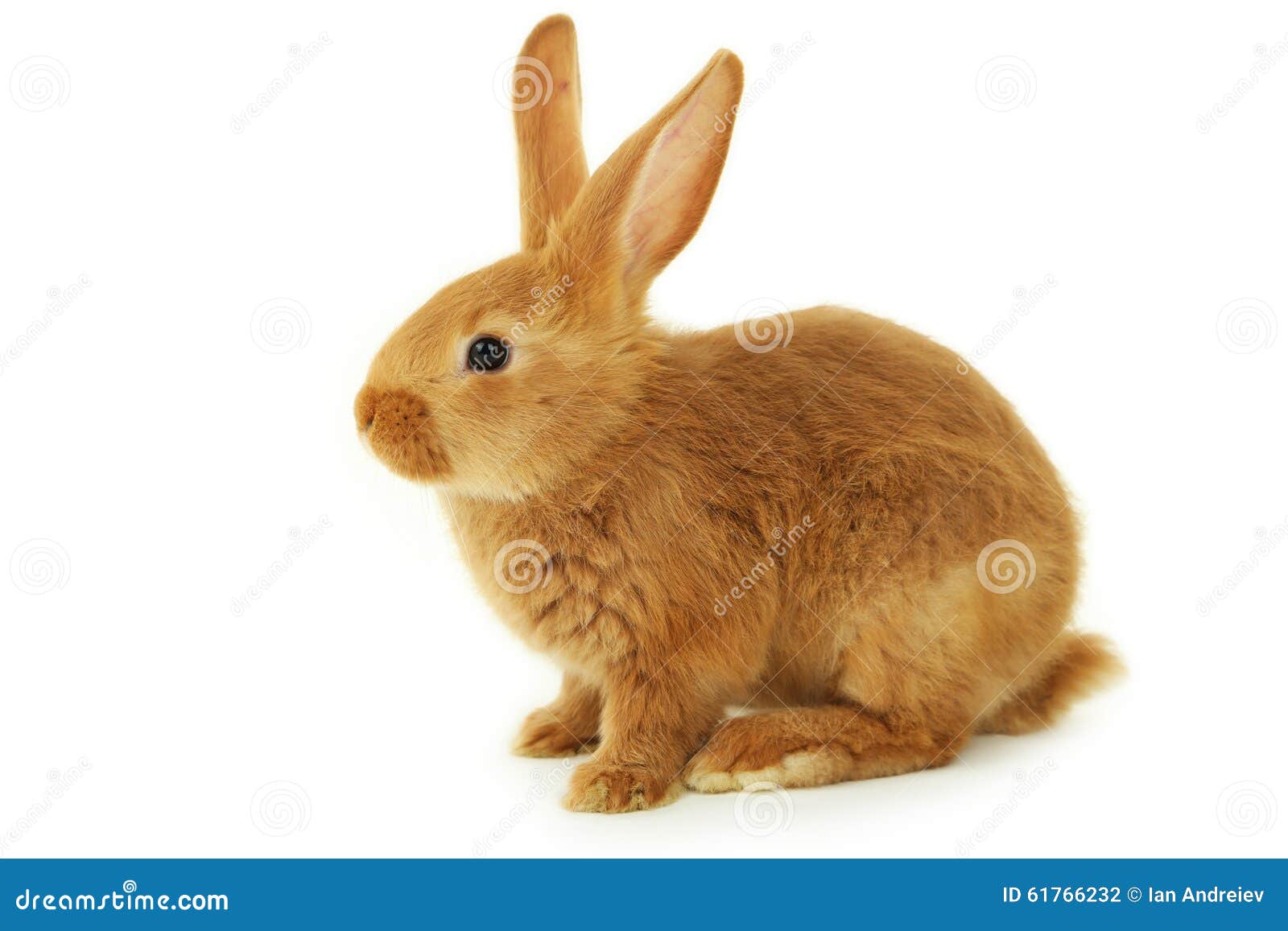 Young red rabbit stock photo. Image of animal, curious - 61766232