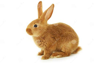 Young red rabbit stock photo. Image of animal, curious - 61766232