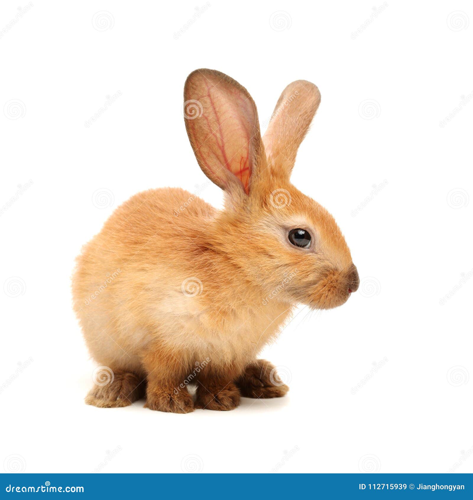 Young red rabbit stock image. Image of domestic, animal - 112715939