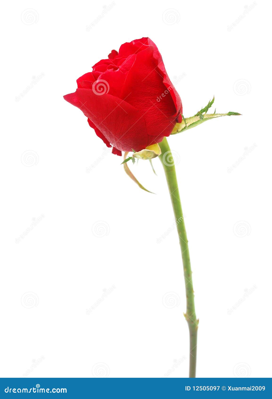 A young red rose stock image. Image of fresh, patel, nice - 12505097