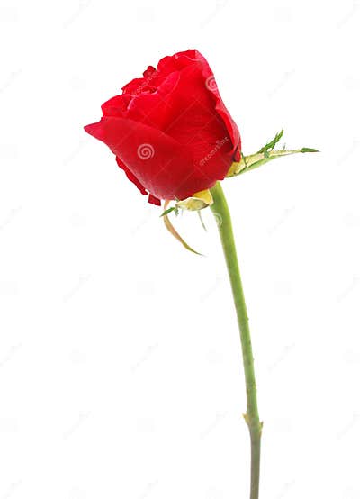 A young red rose stock image. Image of fresh, patel, nice - 12505097
