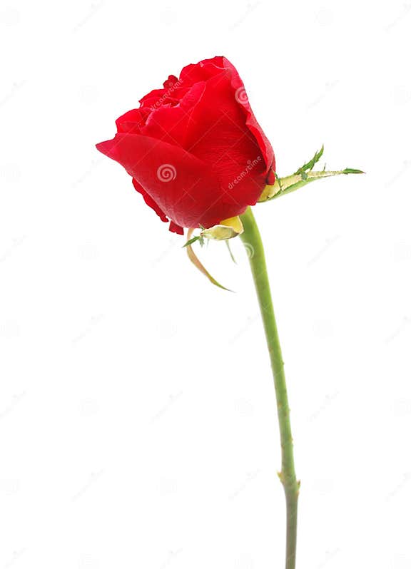 A young red rose stock image. Image of fresh, patel, nice - 12505097