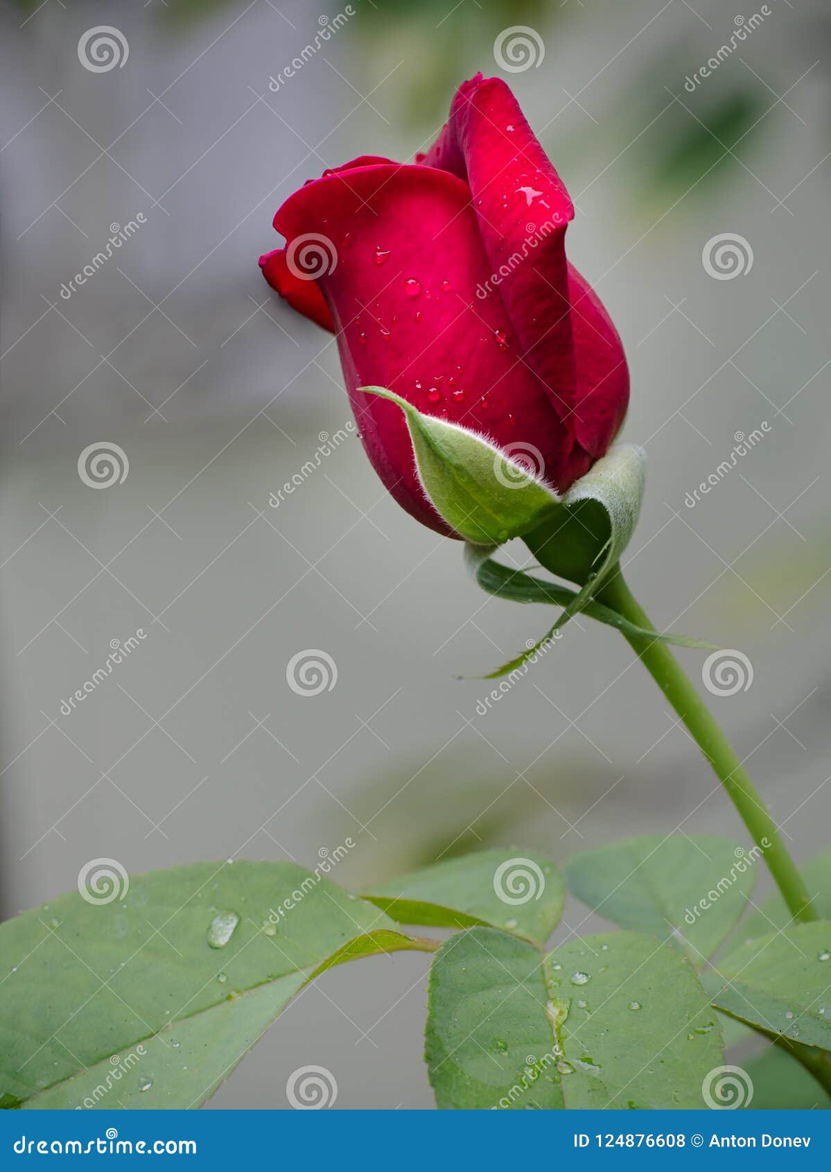 The young red rose stock photo. Image of rain, beautiful - 124876608