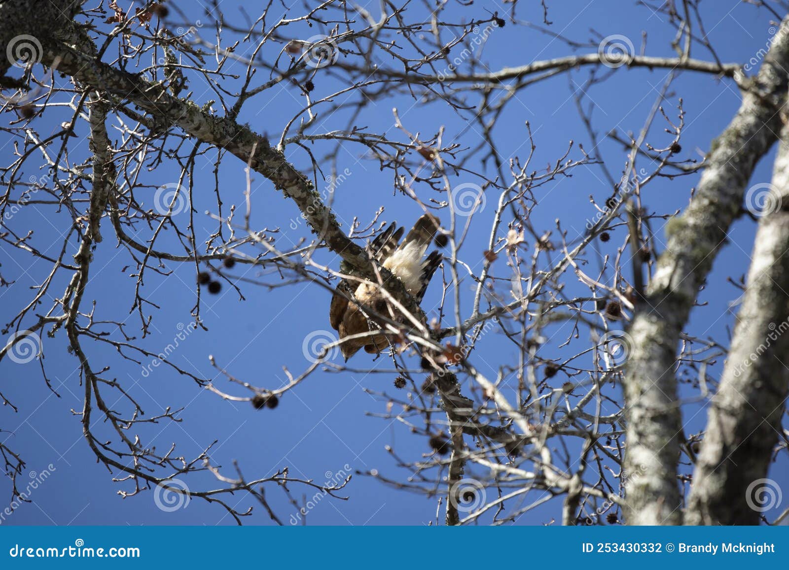 Young Red-Shouldered Hawk stock photo. Image of limb - 253430332