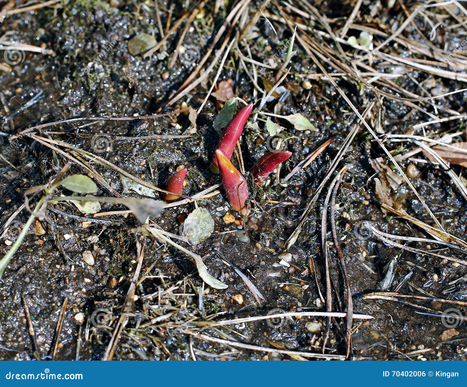 Young red sprouts tulips stock photo. Image of snow, flowerbed - 70402006