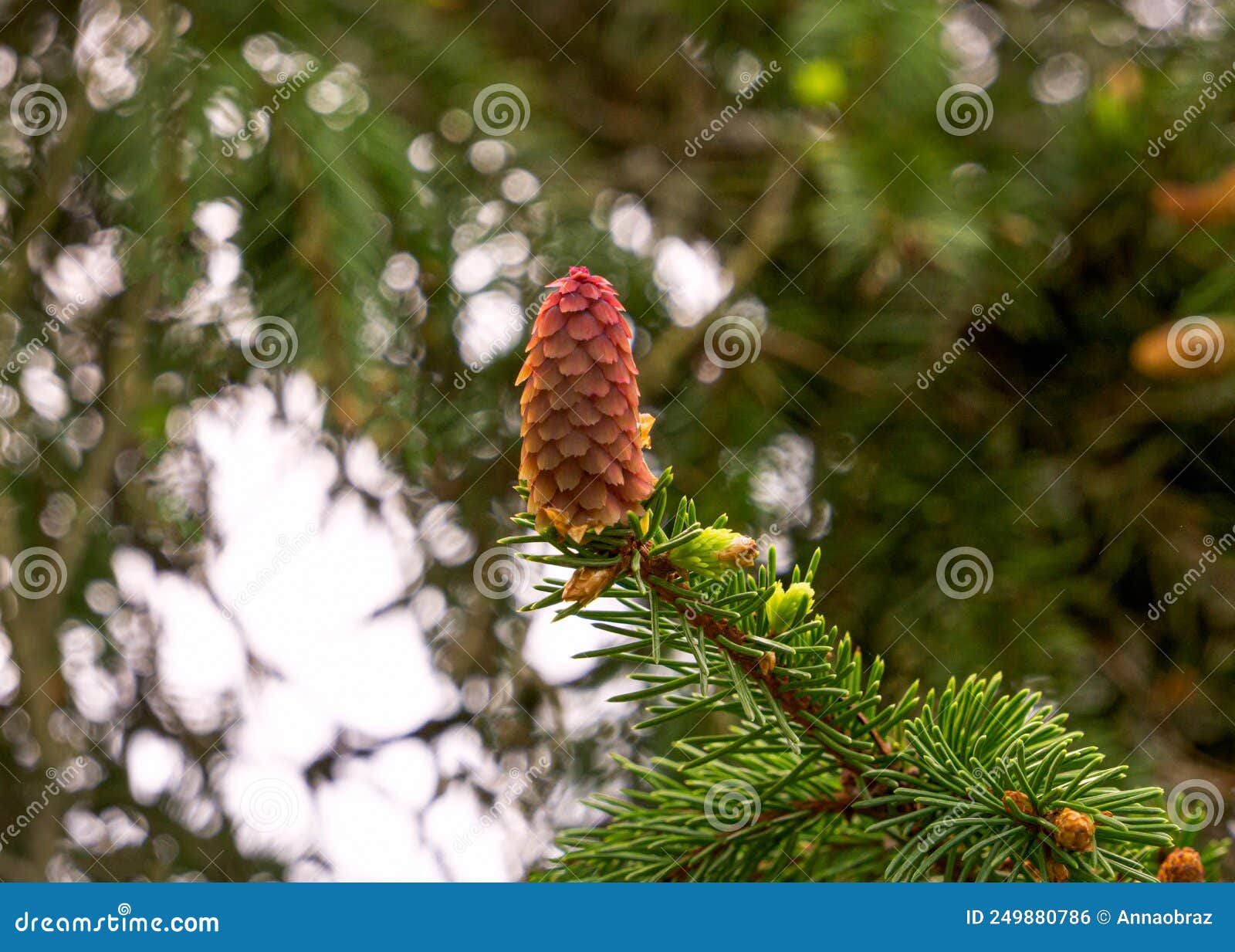 Young Red Spruce Cone in the Spring Forest Stock Photo - Image of ...