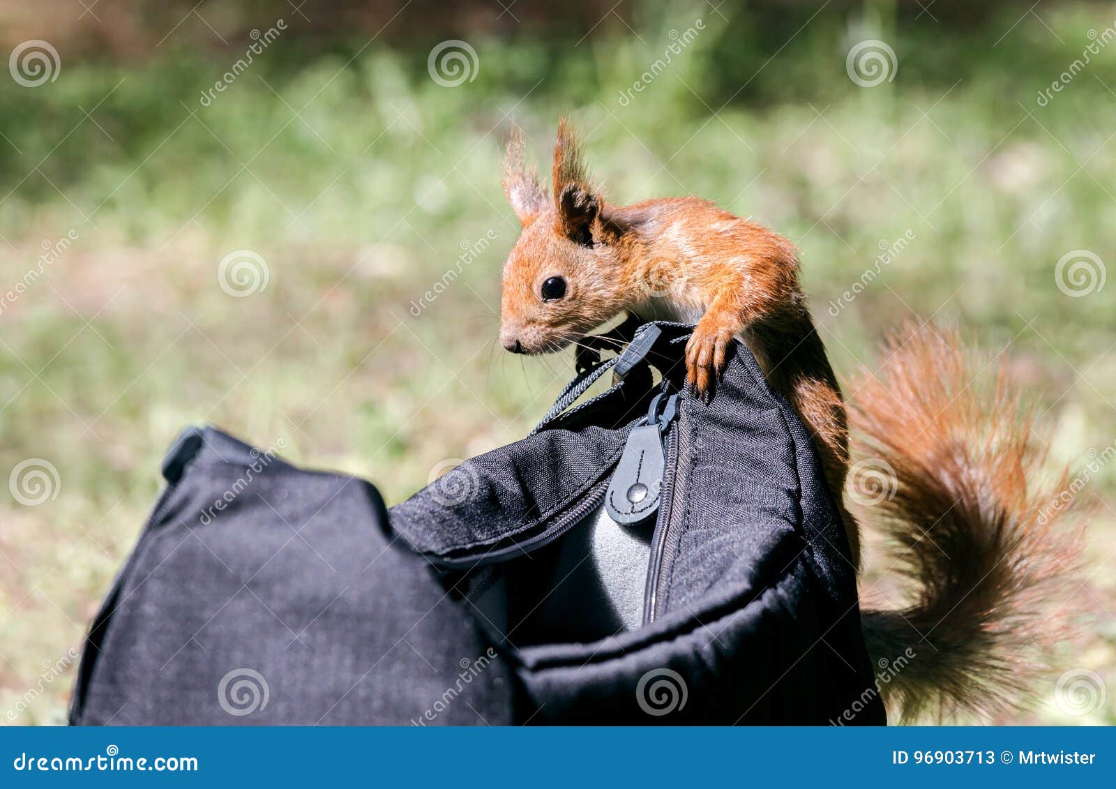 Young Red Squirrel Climbing on Bag, Searching for Food Stock Image ...