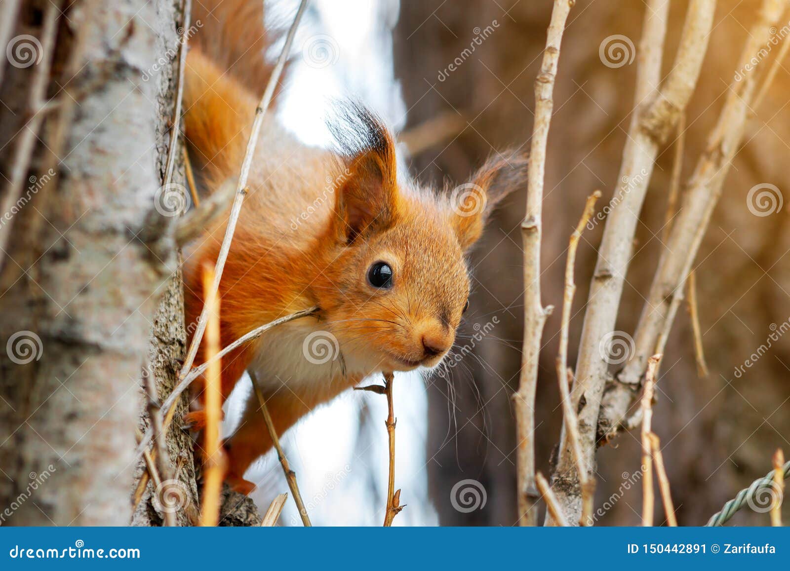 Young Red Squirrel Looks Out from Behind a Tree Trunk. Close-up of ...