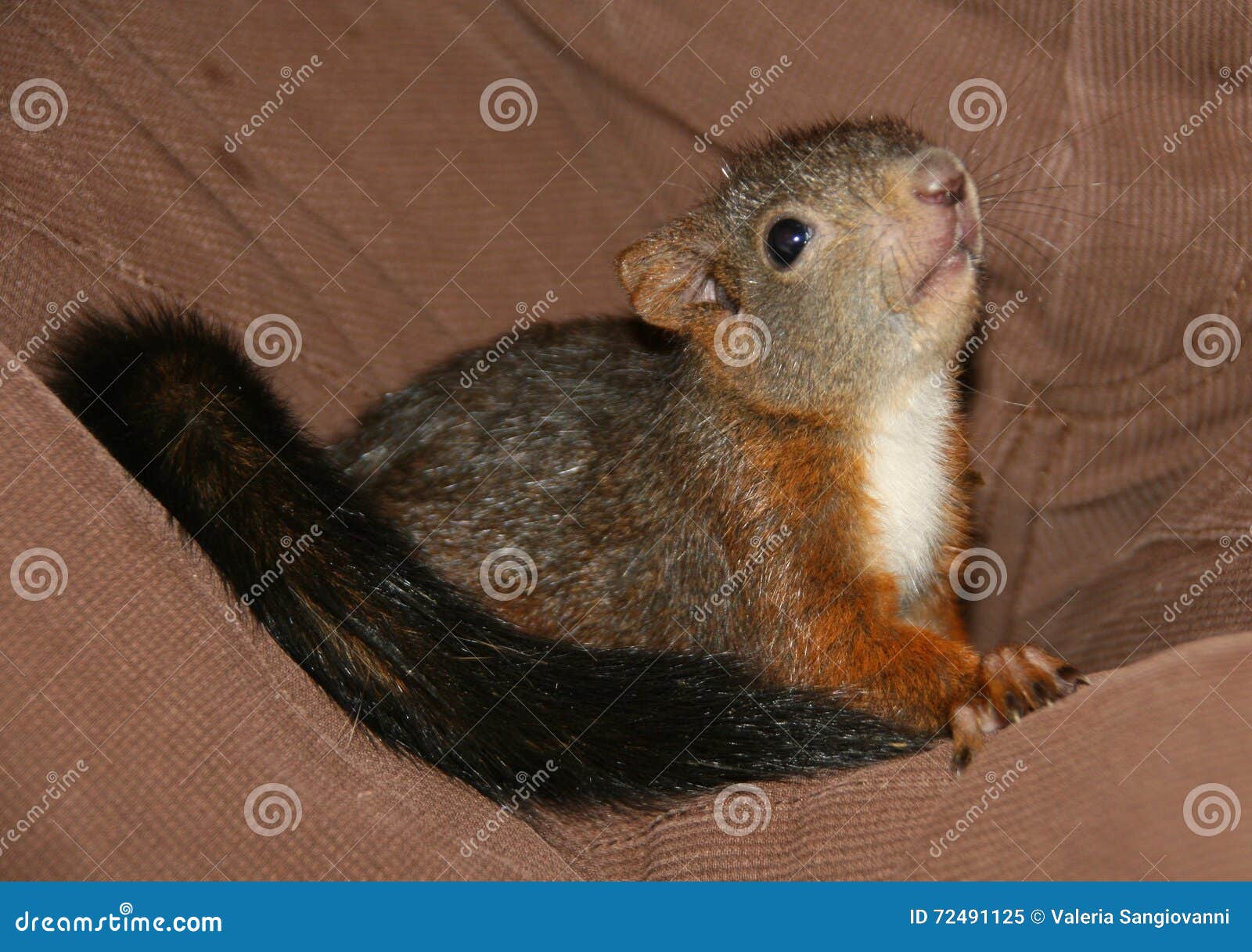 Young red squirrel stock image. Image of mustache, eyes - 72491125