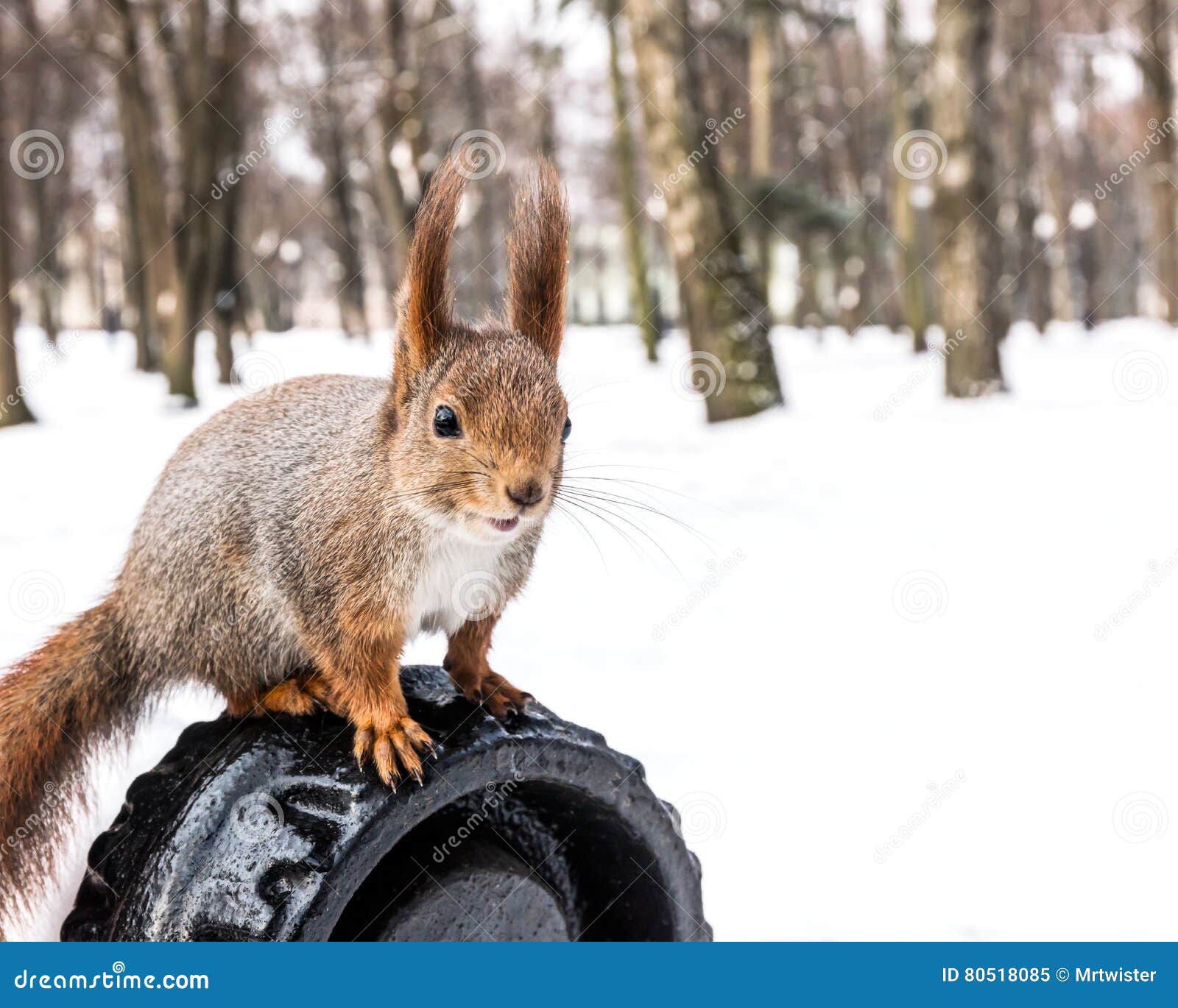 Young Red Squirrel Sitting on Park Bench in Winter Time Stock Image ...
