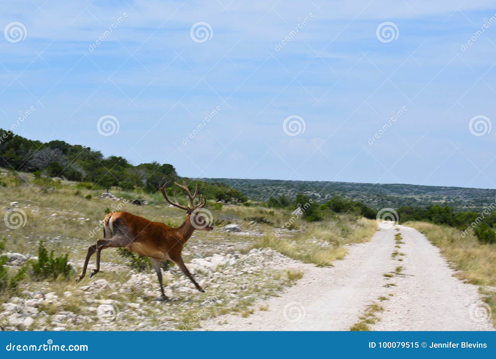 Young Red Stag Deer stock image. Image of elaphus, majestic - 100079515