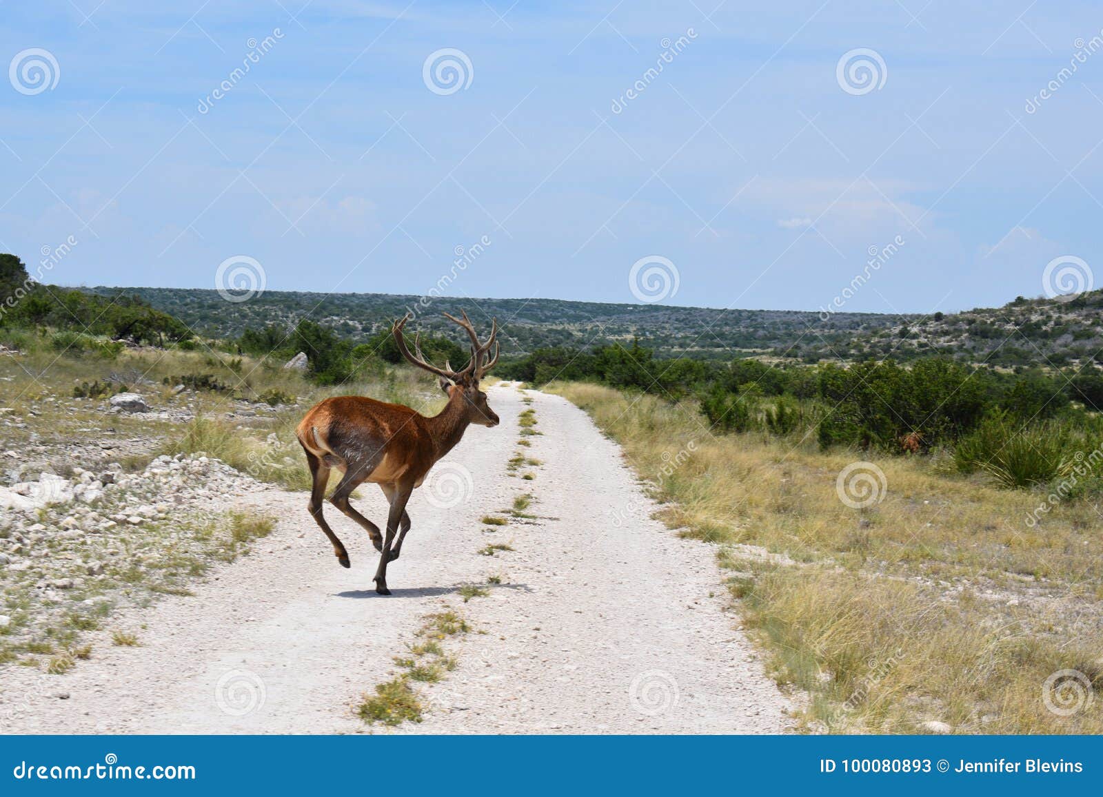Young Red Stag Deer stock image. Image of deer, elaphus - 100080893