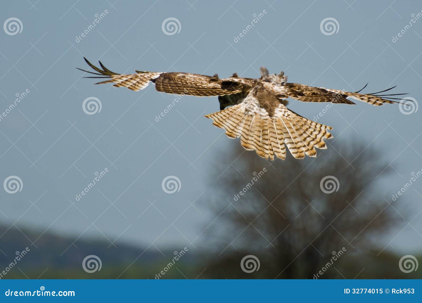 Young Red-Tailed Hawk Diving on Its Prey Stock Image - Image of tail ...