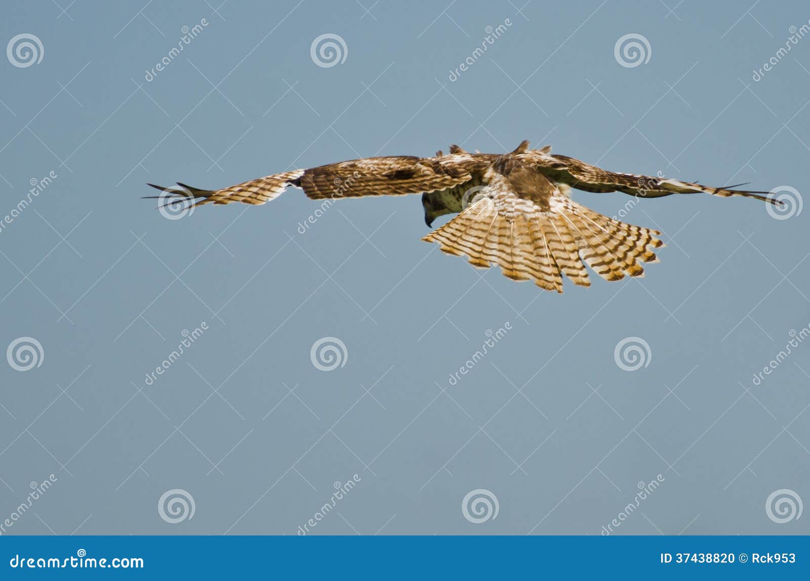 Young Red-Tailed Hawk Diving on Its Prey Stock Photo - Image of ...