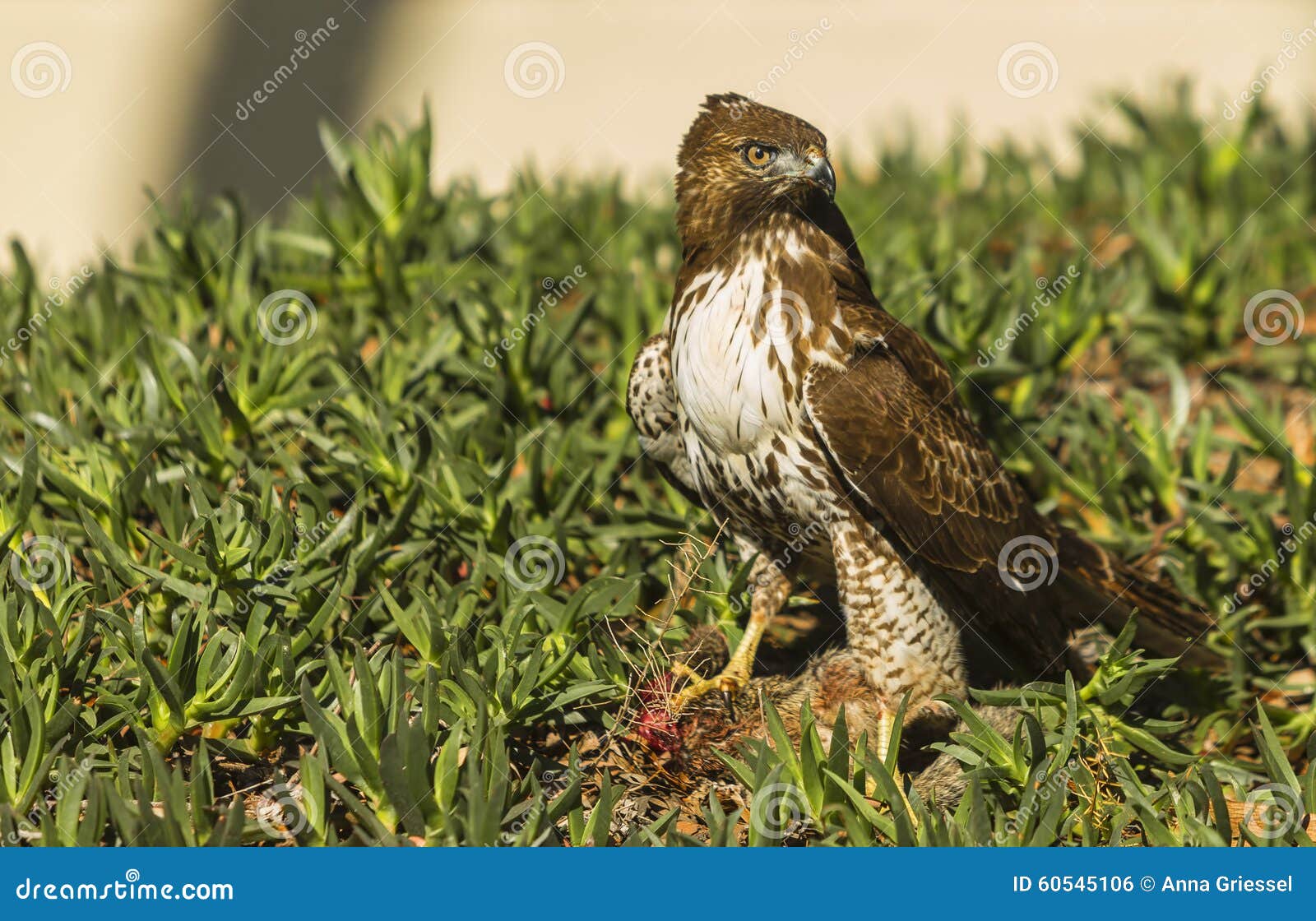 Young Red Tailed Hawk with Prey Stock Photo - Image of jamaicensis ...