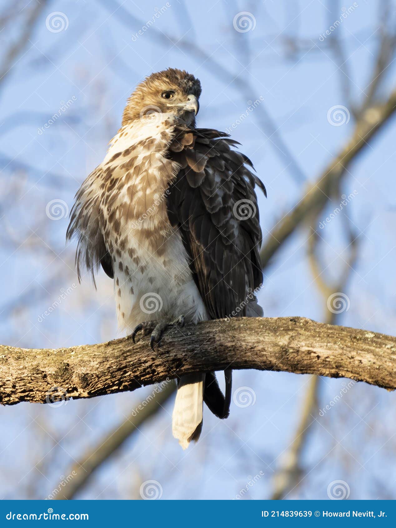 Red Tailed Hawk Young in Tree Stock Image - Image of tree, young: 214839639