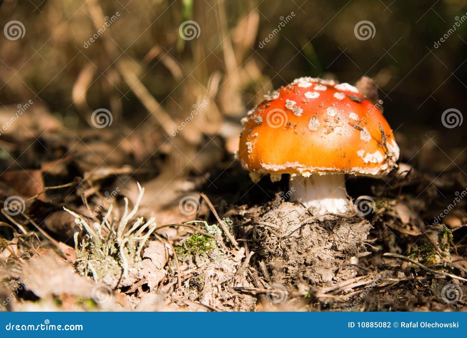 Young red toadstool stock photo. Image of dangerous, forest - 10885082