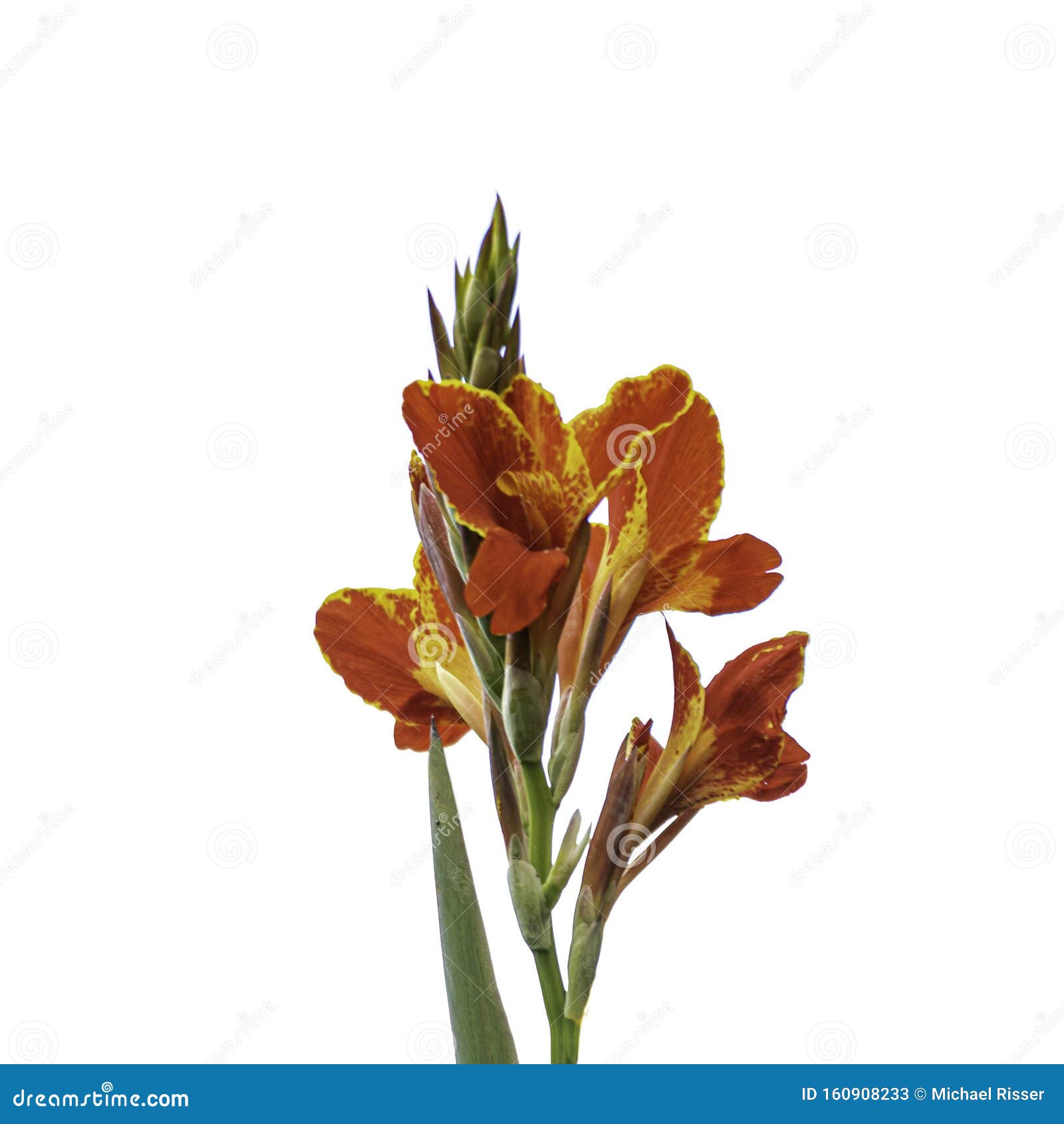 Red and Yellow Iris stock image. Image of white, flowers - 160908233