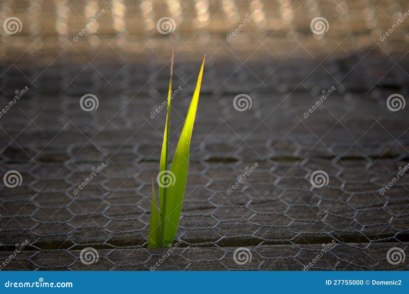 Young reed stock photo. Image of grass, reed, plant, grow - 27755000