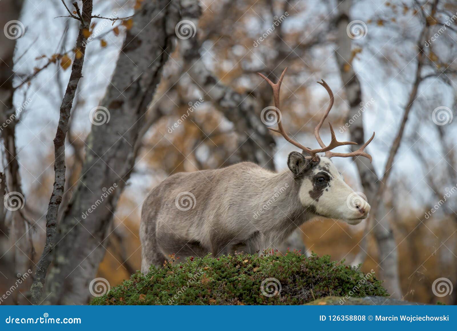 Reindeer on the road stock photo. Image of scandinavia - 126358808