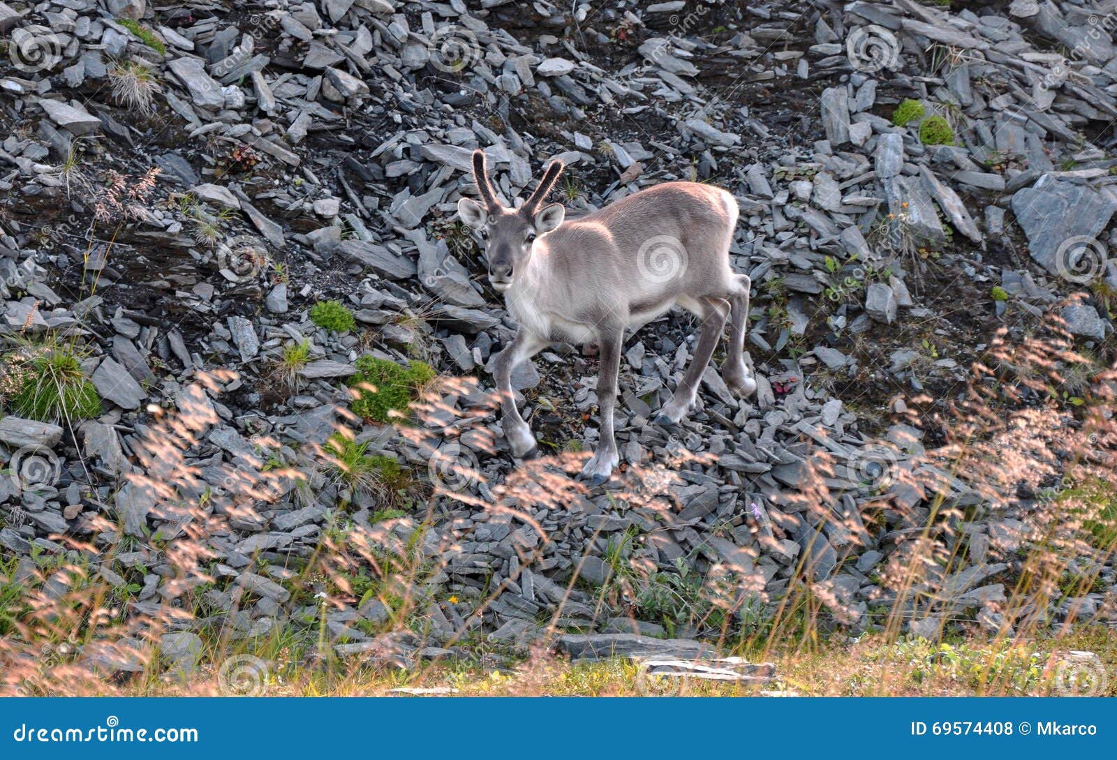 Young reindeer running stock photo. Image of freedom - 69574408
