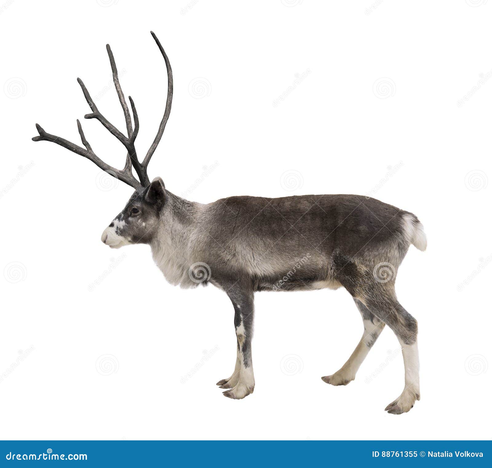 19,451 Reindeer White Background Photos - Free & Royalty-Free Stock ...