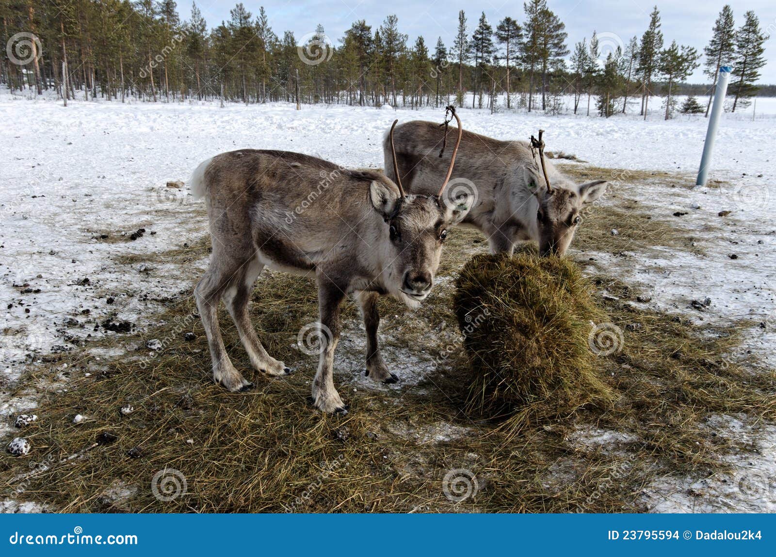 Young reindeers eating stock photo. Image of baby, winter - 23795594