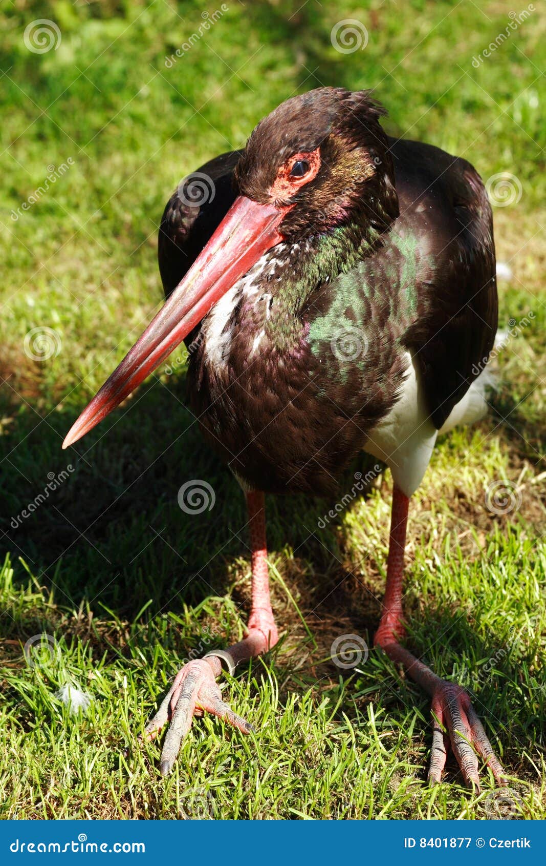 Young resting black stork stock image. Image of black - 8401877