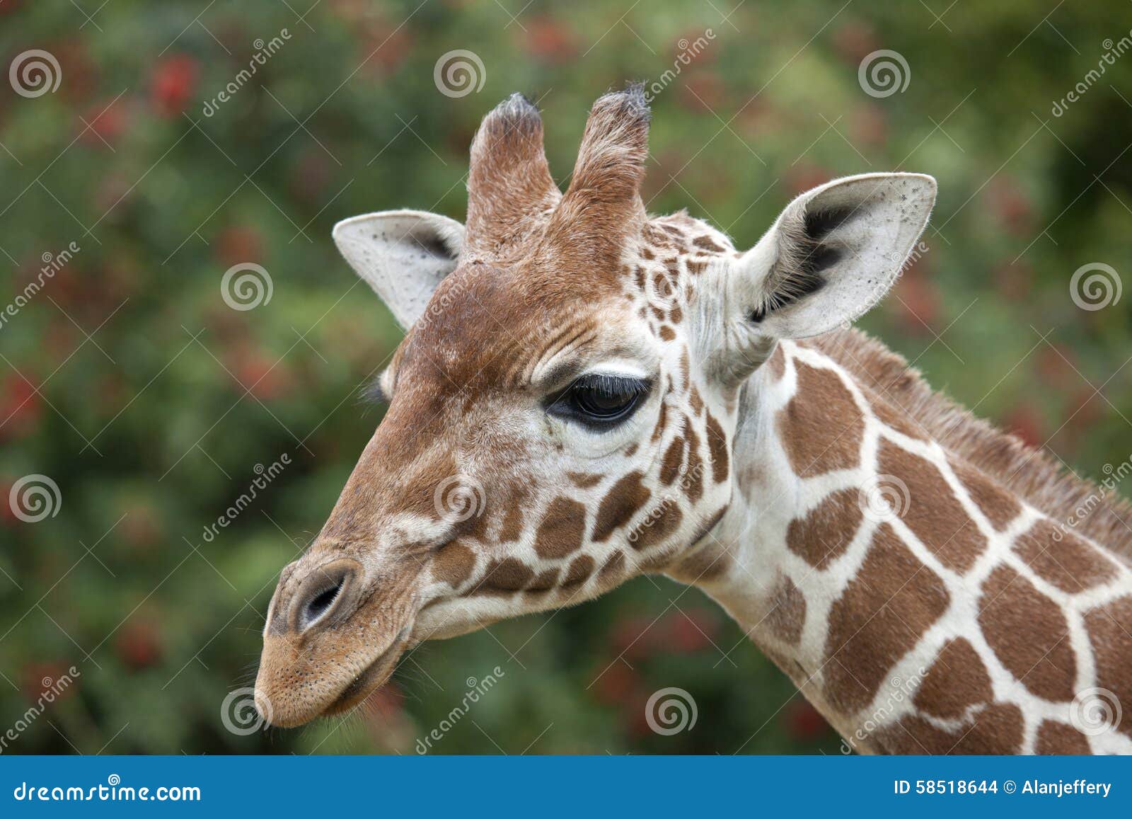 A Young Reticulated Giraffe Head Stock Photo - Image of tallest ...