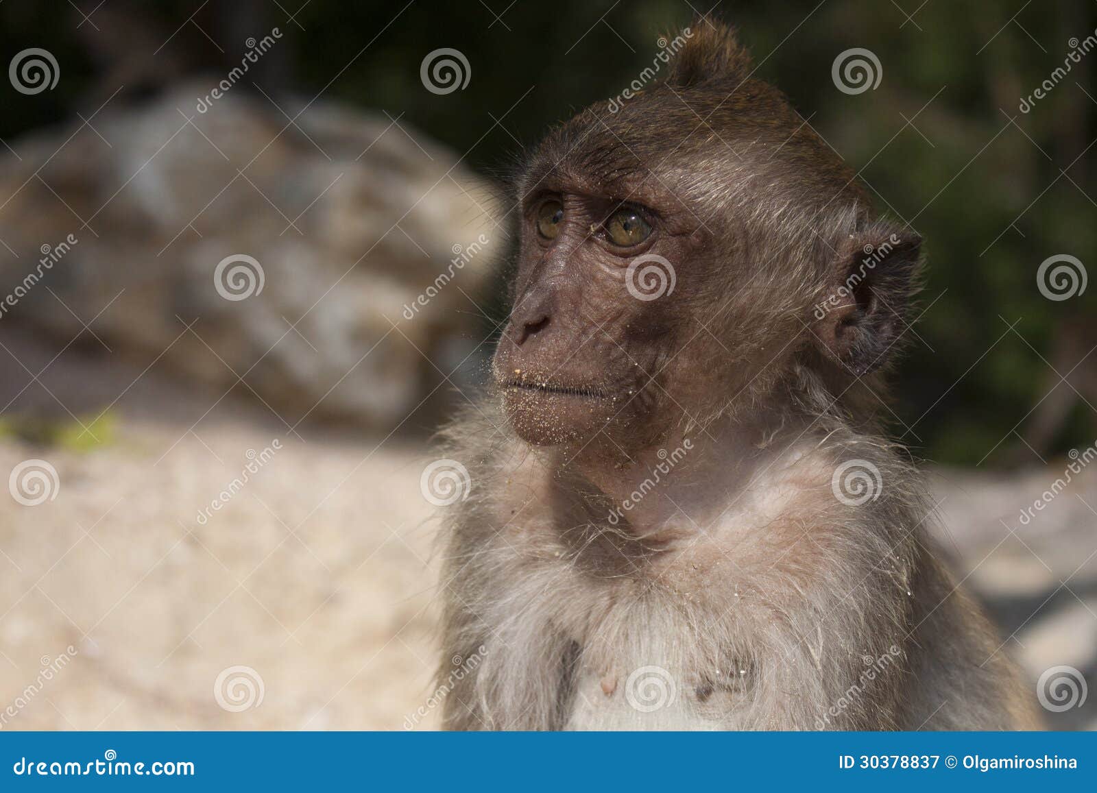 Young rhesus monkey stock image. Image of animal, nature - 30378837