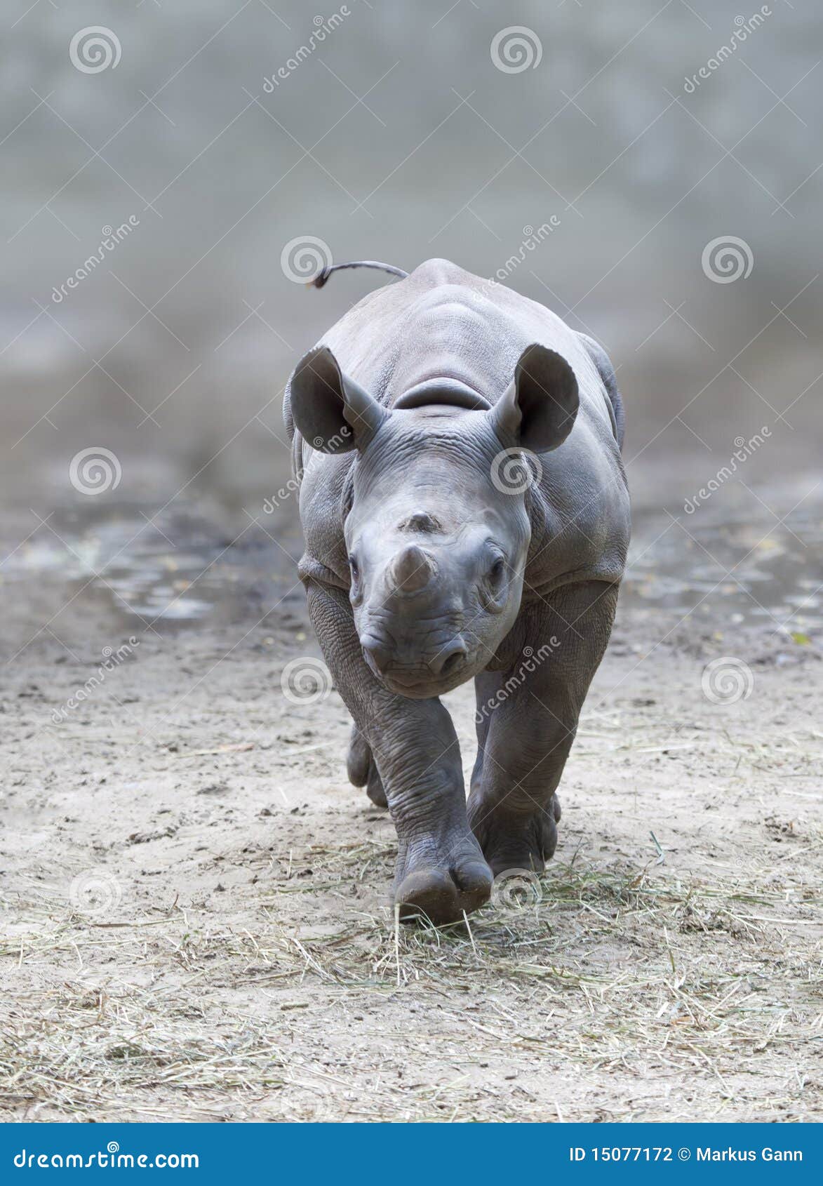 Young rhino stock photo. Image of meadow, baby, nature - 15077172