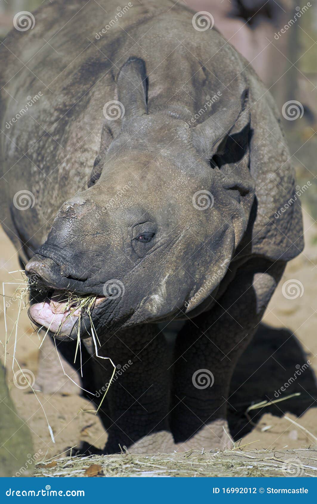Young Rhino stock photo. Image of profile, herbivore - 16992012